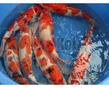 Red Koi - Venta de carpas koi en España - Tienda Online peces Koi